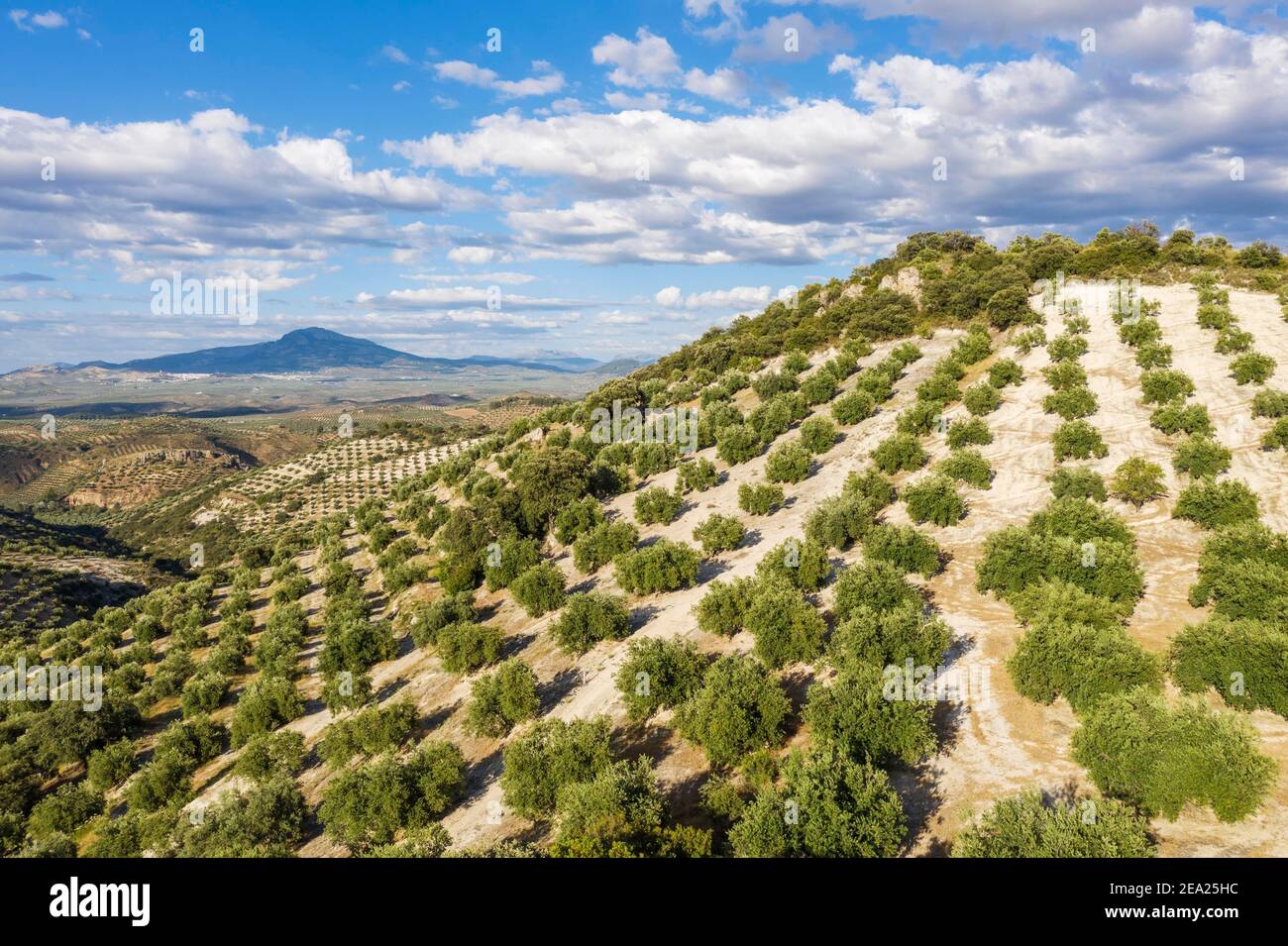 Cultivated olive trees (Olea europaea), aerial view, drone shot ...
