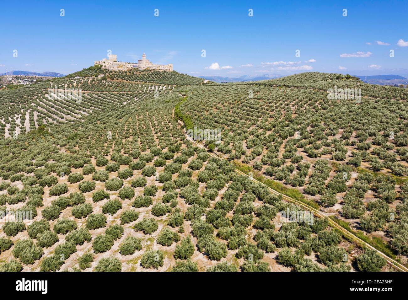 Cultivated olive trees (Olea europaea) surround the castle La Mota in ...