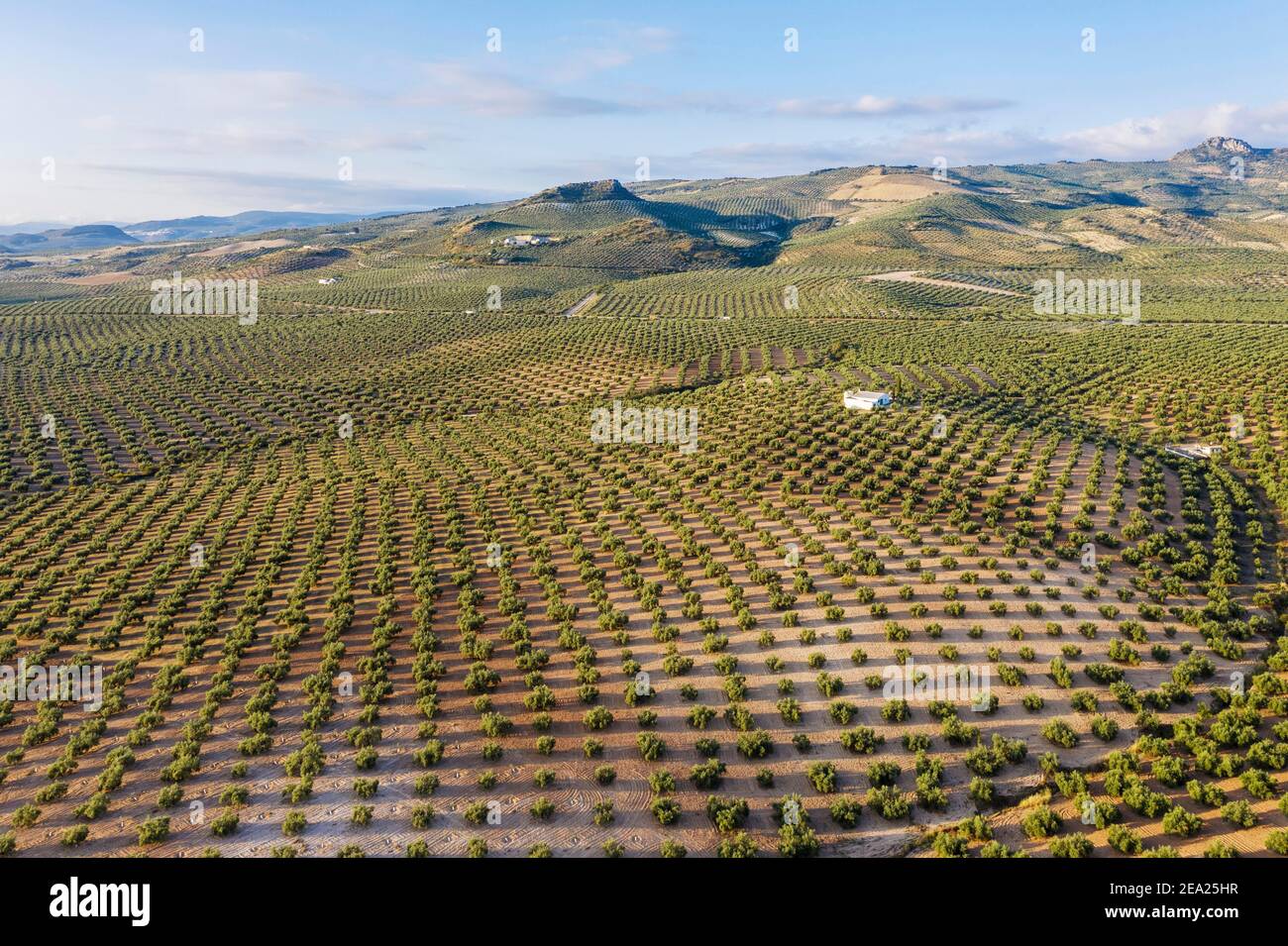 Cultivated olive trees (Olea europaea), aerial view, drone shot ...