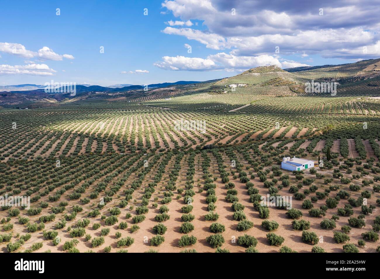 Cultivated olive trees (Olea europaea), aerial view, drone shot ...