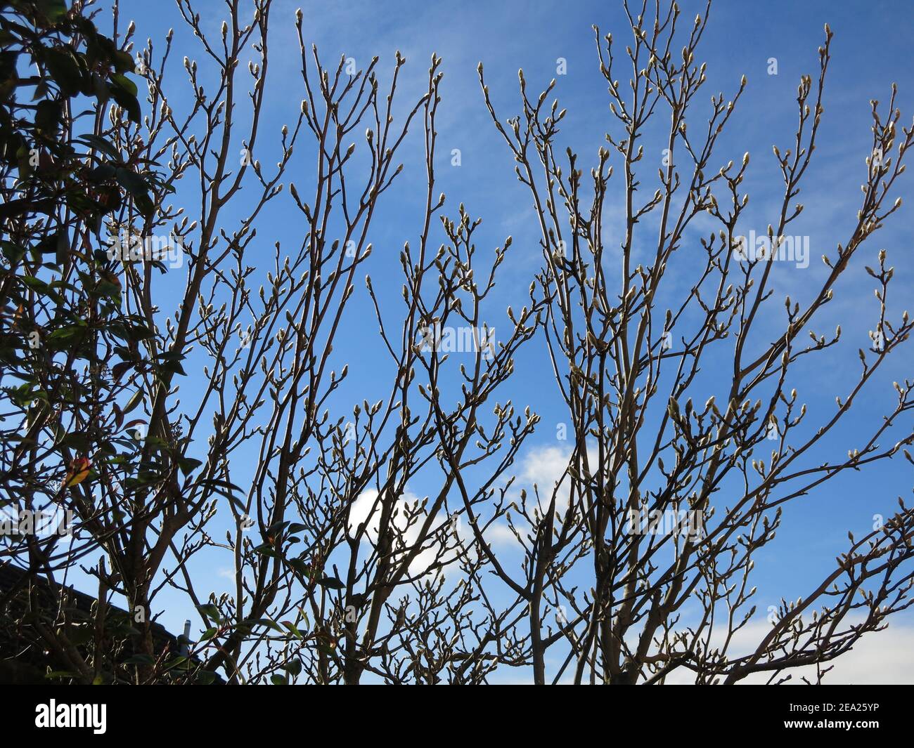 Shooting buds hi-res stock photography and images - Alamy