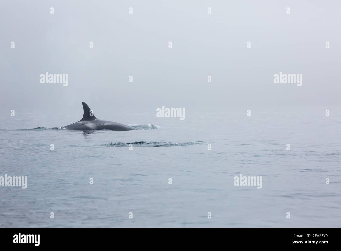 Group of wild killer whales (Orcinus orca) in the fog on sea. Fins ...