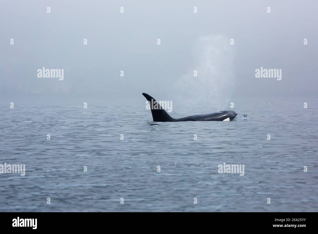 Group of wild killer whales (Orcinus orca) in the fog on sea. Fins ...