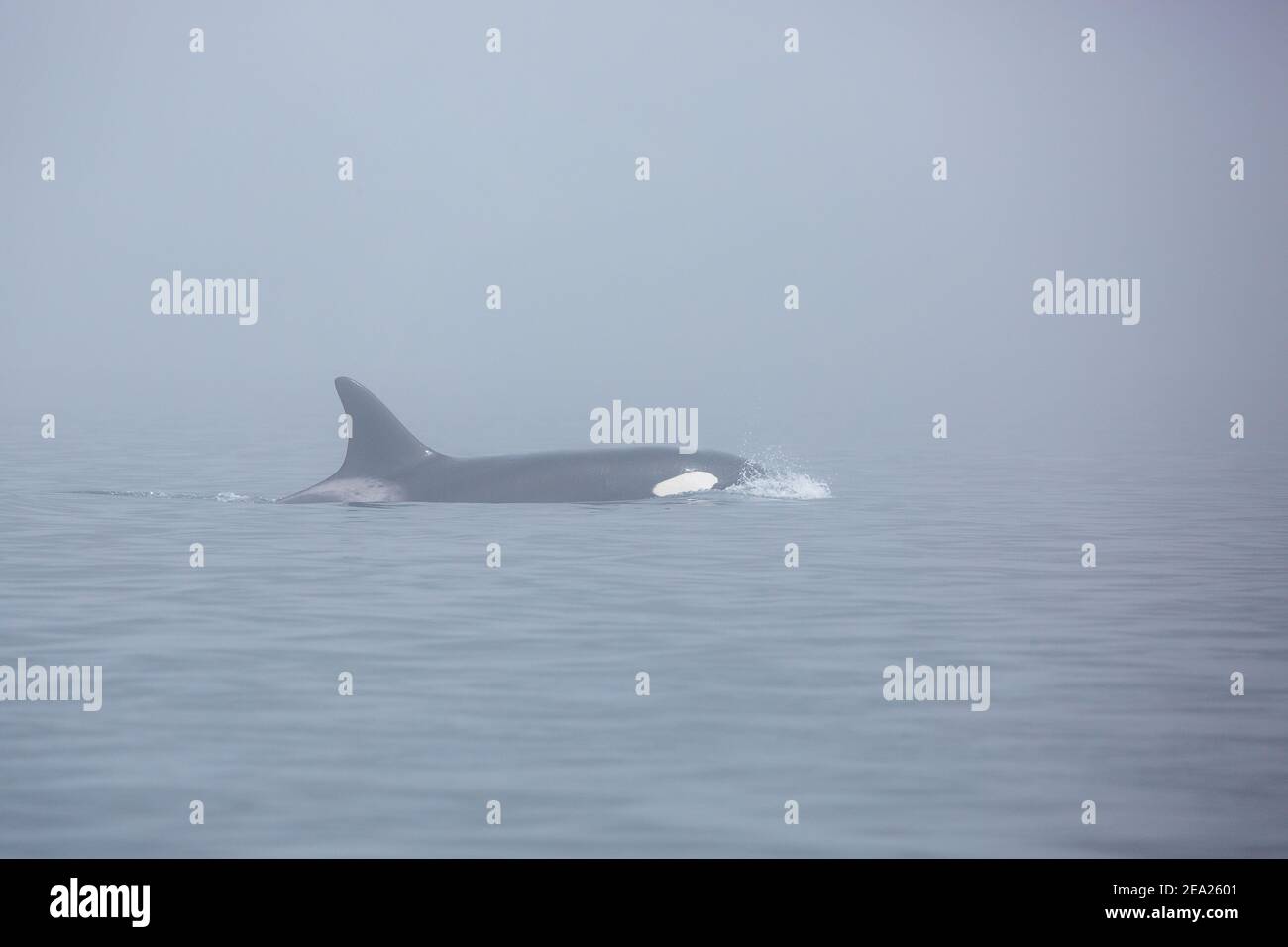 Group of wild killer whales (Orcinus orca) in the fog on sea. Fins ...