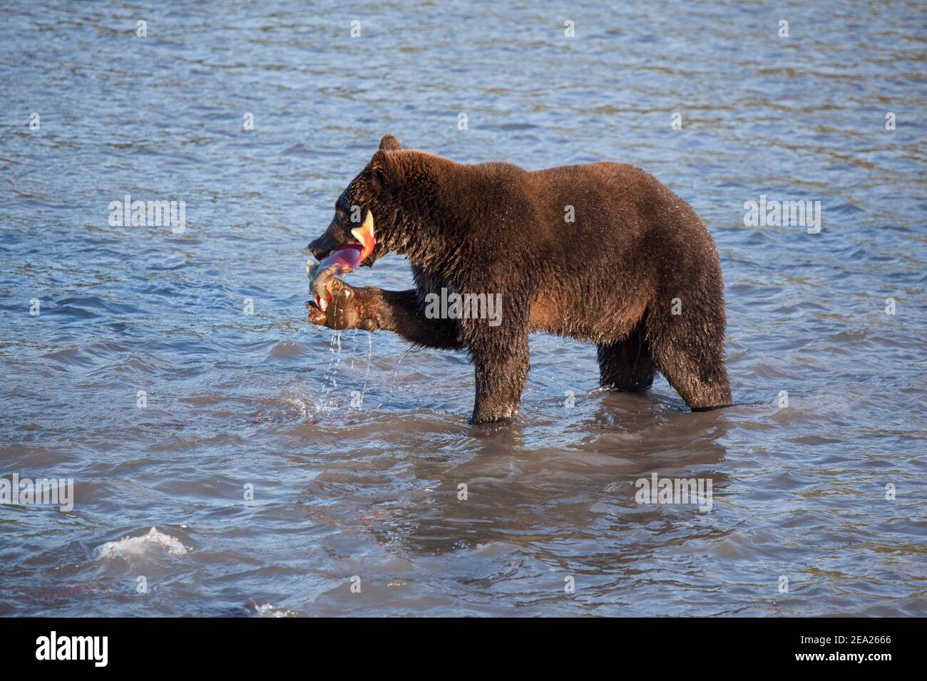 Bear eating fish hi-res stock photography and images - Alamy