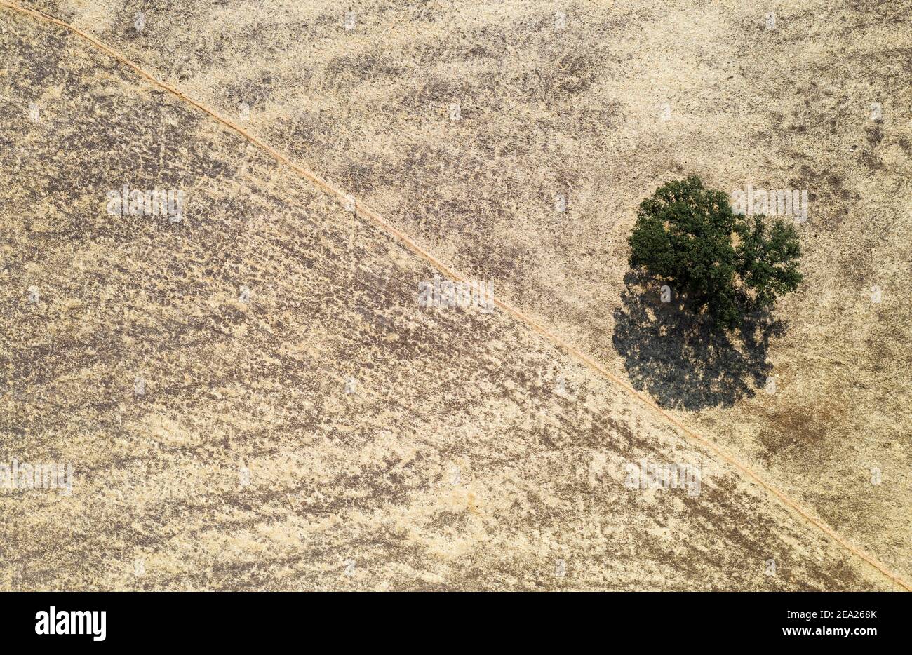 Holm oak (Quercus ilex) and fallow land, aerial view, drone shot ...