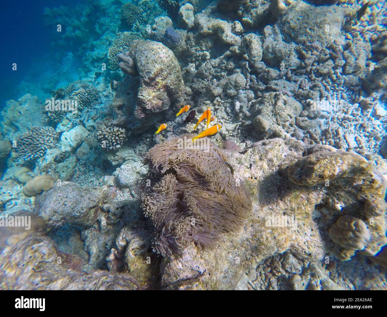 False clown fish in the open water. Indian ocean, Maldive islands Stock ...