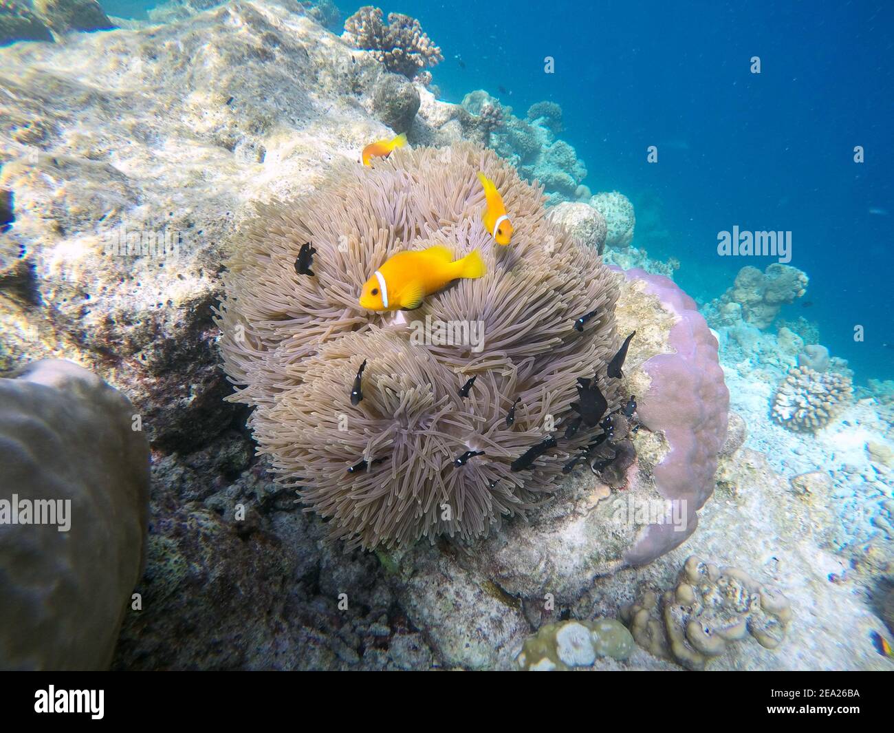 False clown fish in the open water. Indian ocean, Maldive islands Stock ...