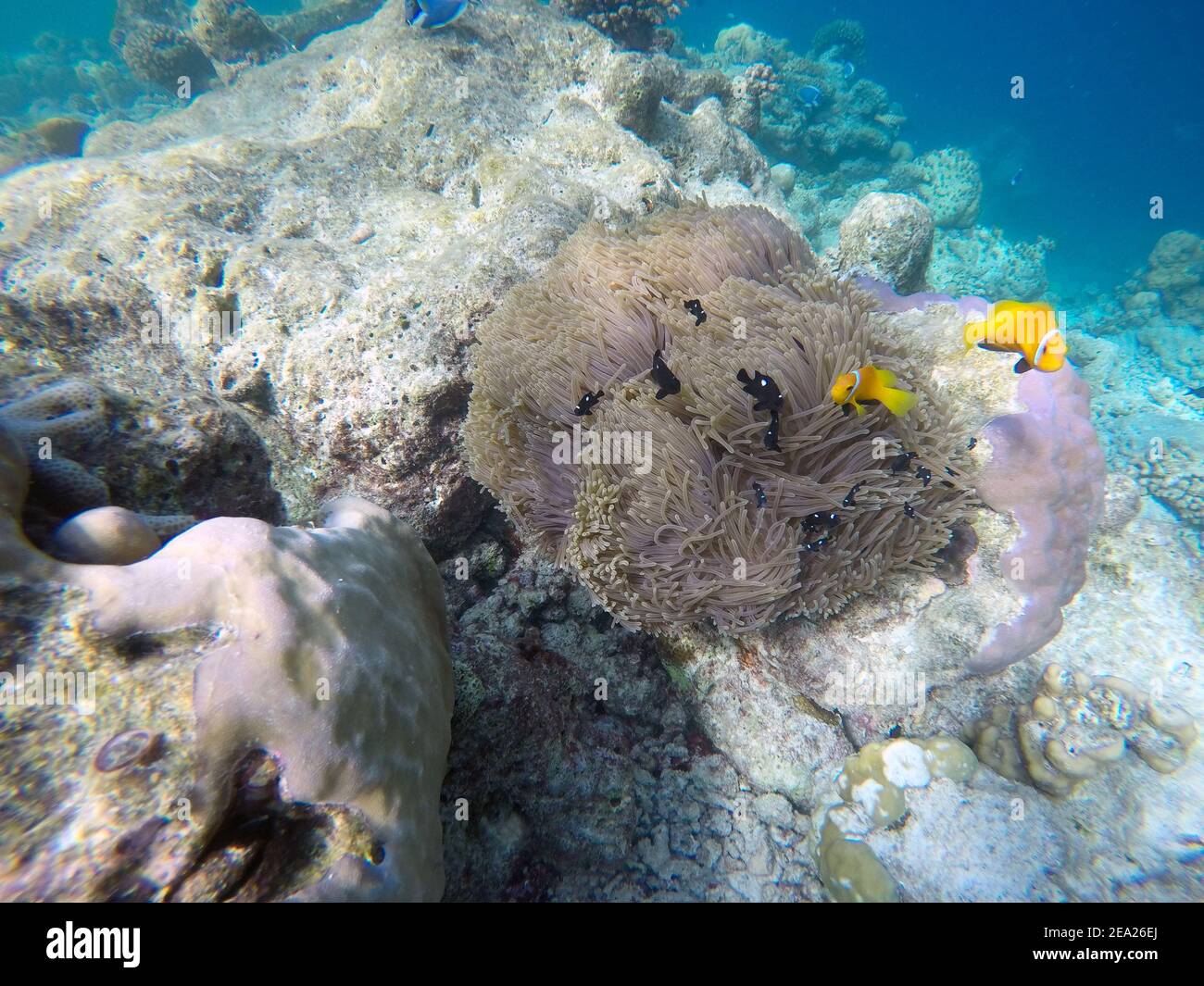 False clown fish in the open water. Indian ocean, Maldive islands Stock ...