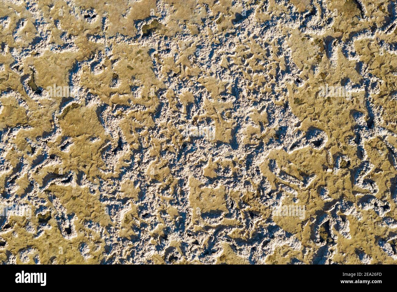 Saline soil hi-res stock photography and images - Alamy
