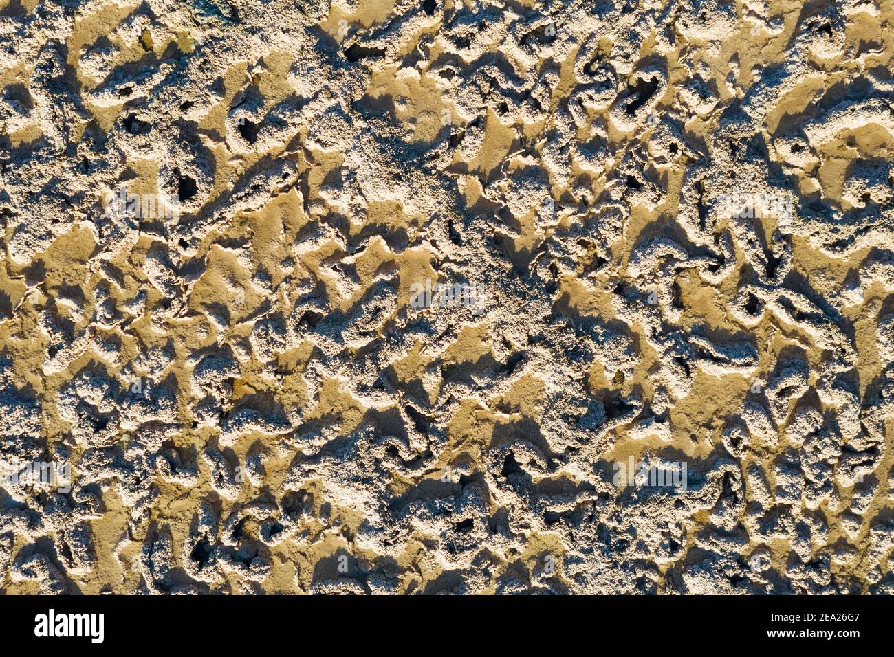 Saline soil hi-res stock photography and images - Alamy