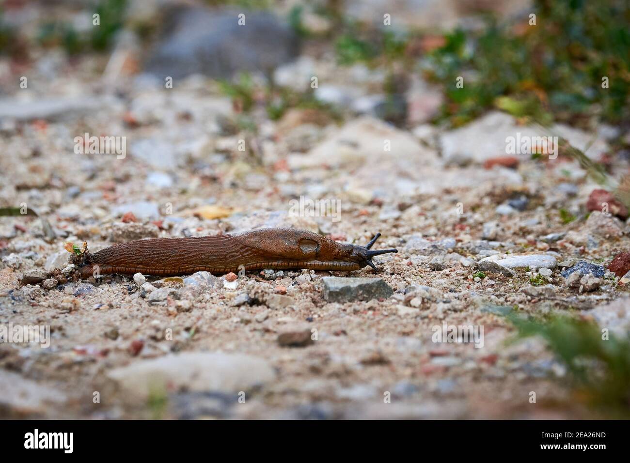 Land slug, shell-less terrestrial gastropod mollusc Stock Photo - Alamy