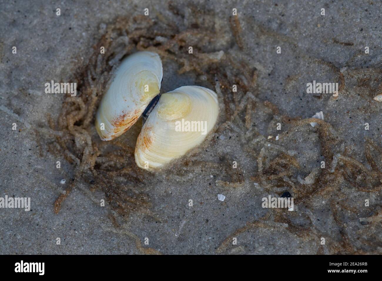 Shells in the sandy beach, Wadden Sea National Park, North Sea, North ...