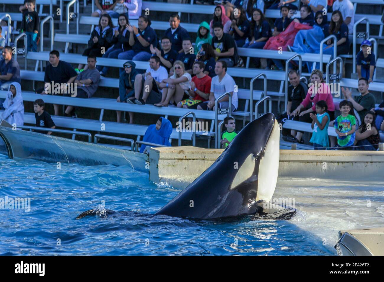 San Diego, California-USA, 03.14.2014: 2 Whales of the genus Orca ...