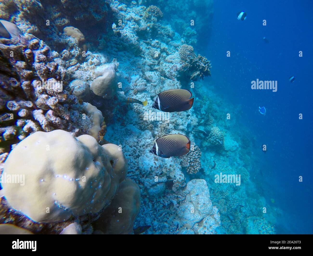 Discus fish in the open water. Indian ocean, Maldive islands Stock ...