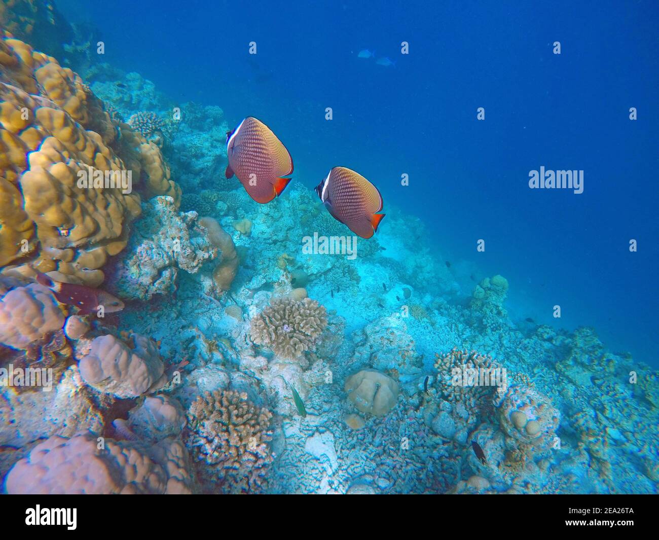 Discus fish in the open water. Indian ocean, Maldive islands Stock ...