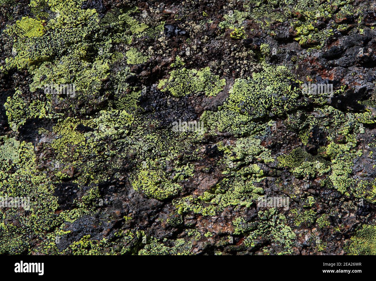 Lichen on rock hi-res stock photography and images - Alamy
