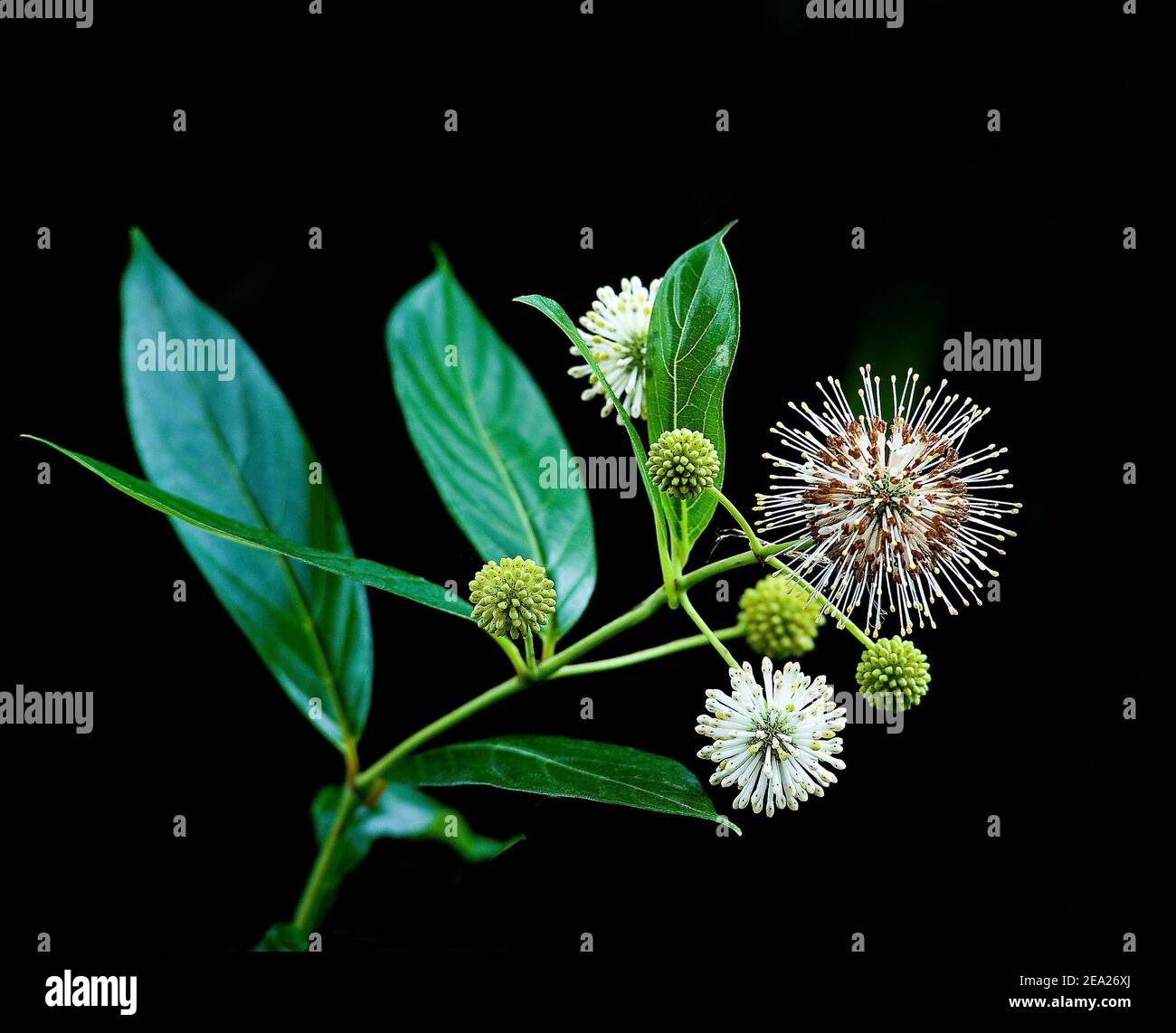 Button bush cephalanthus occidentalis hi-res stock photography and ...