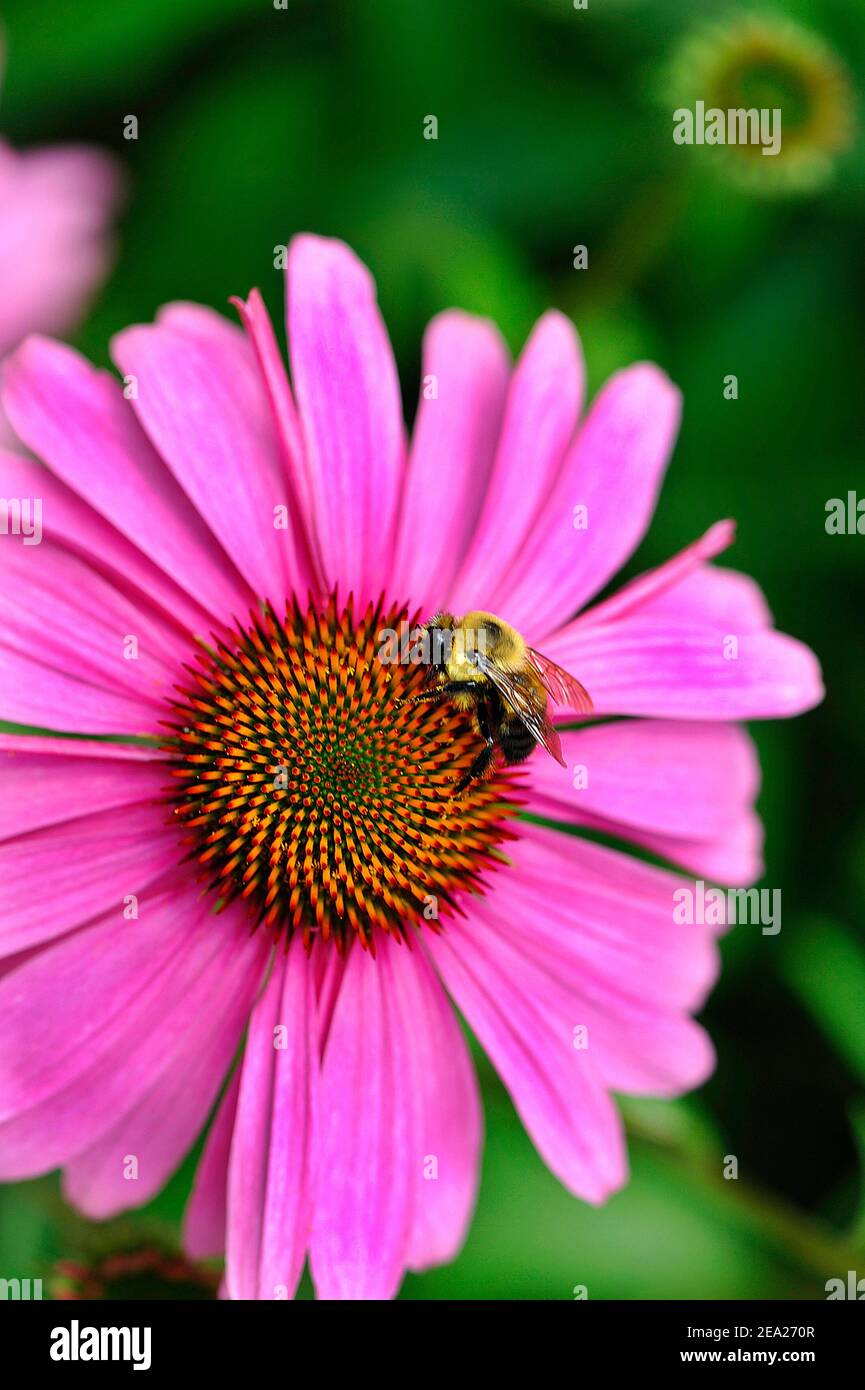 Daisy daisey hi-res stock photography and images - Alamy
