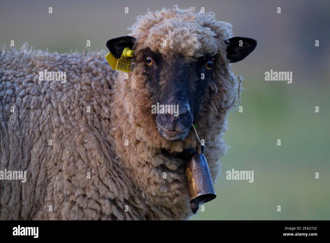 Spanish sheep breed hi-res stock photography and images - Alamy