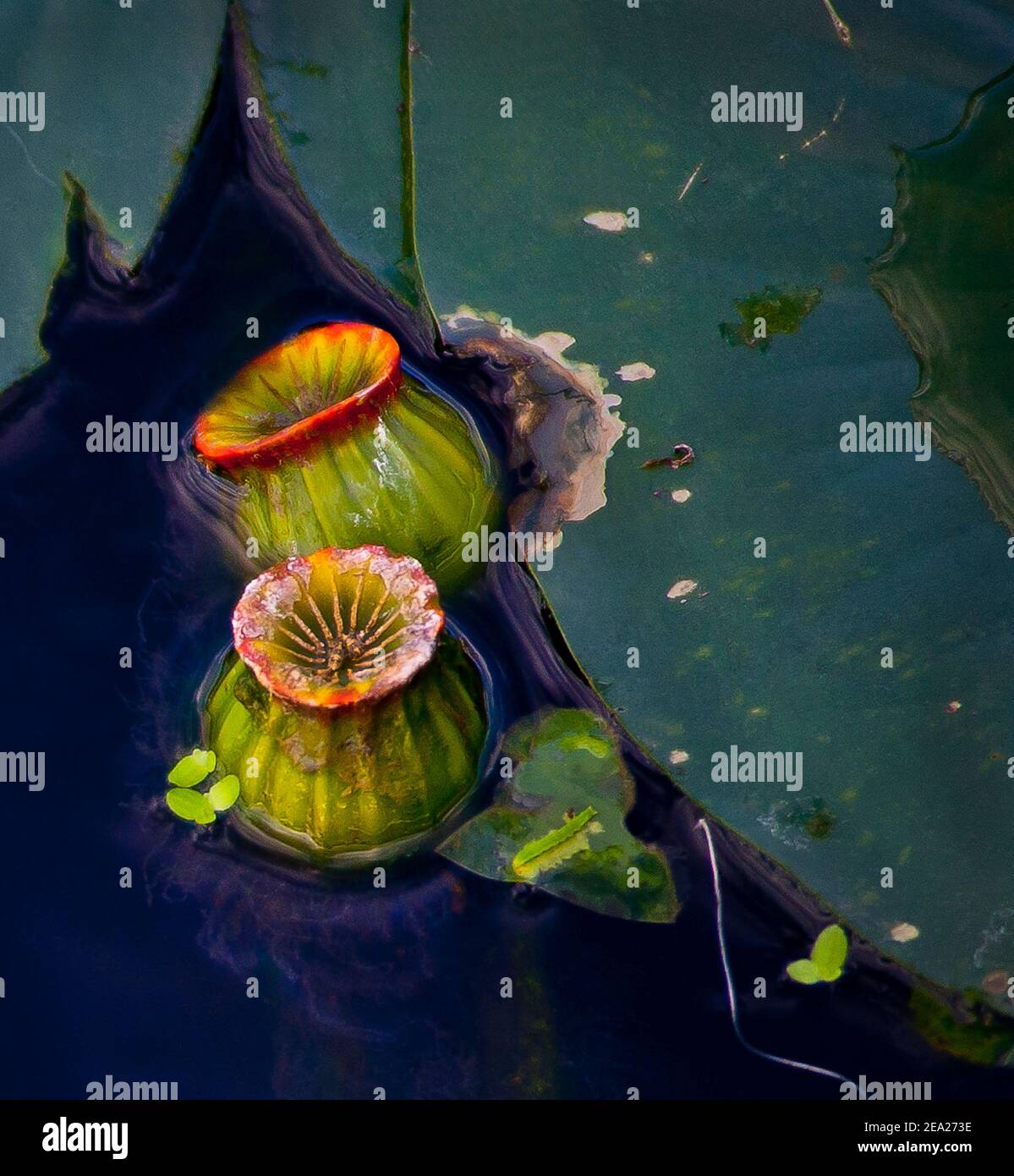 Lily pads and pods hi-res stock photography and images - Alamy