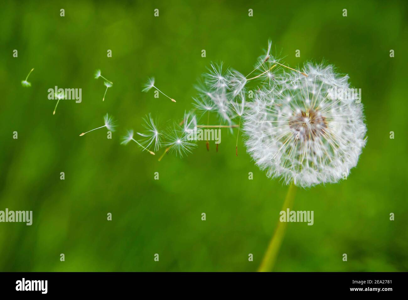 A dandelion seed head blowing in the wind Stock Photo - Alamy