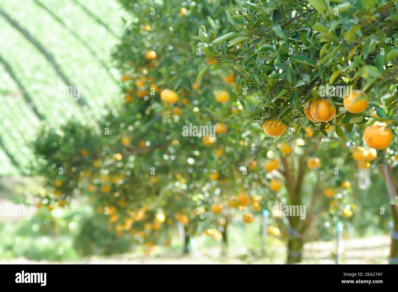 orange or orange farm, orange tree or orange plant Stock Photo - Alamy