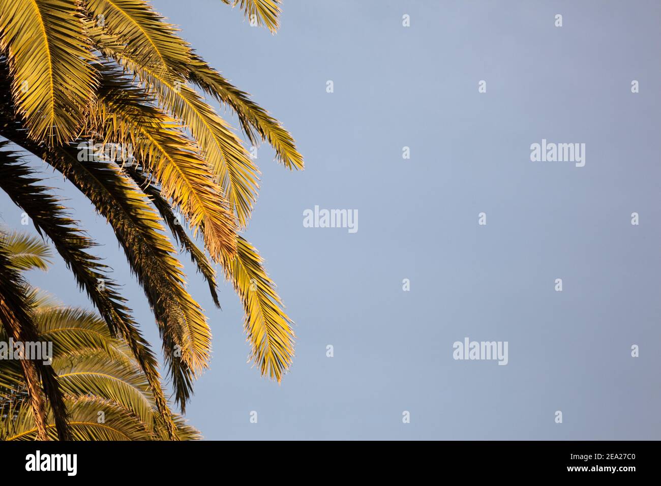 Beautiful sunset palm tree on hi-res stock photography and images - Alamy