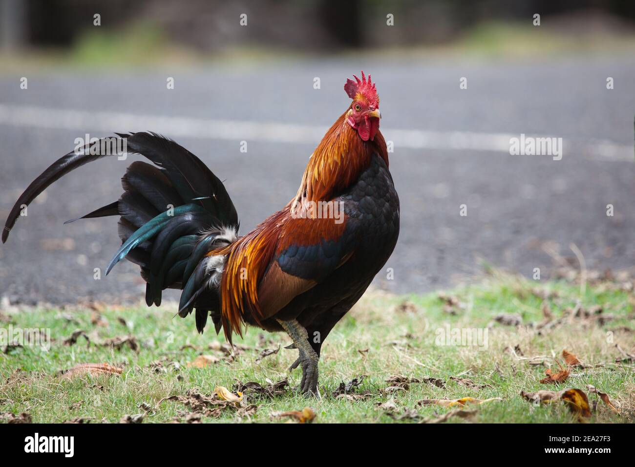 Rooster and Chickens Stock Photo - Alamy
