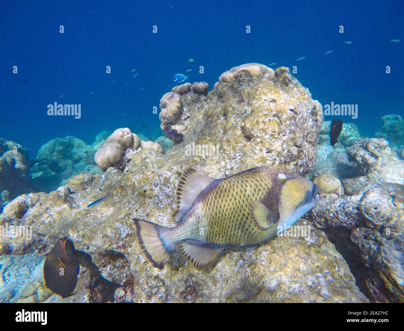 Titan trigger fish in the open water. Indian ocean, Maldive islands ...