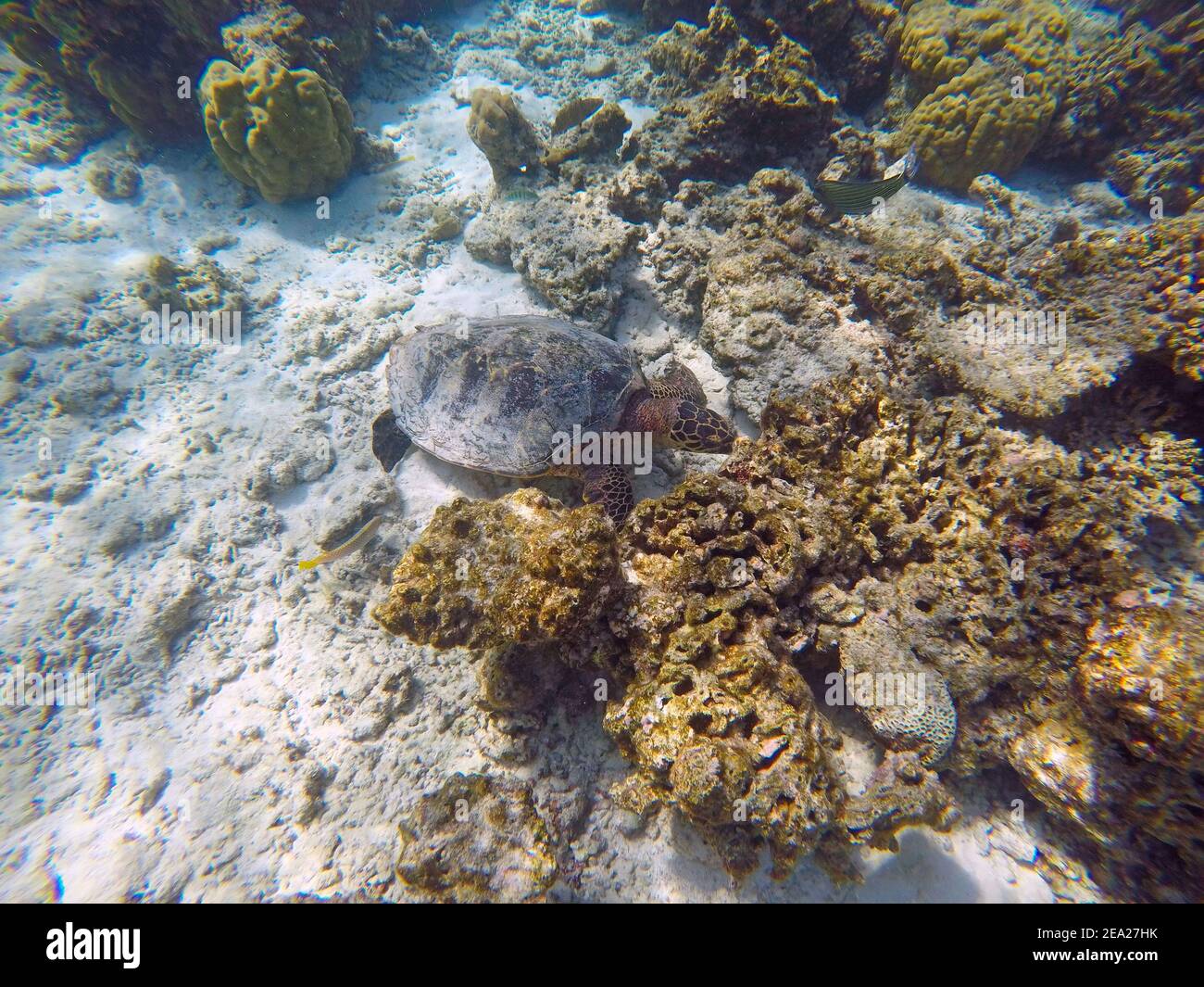 Green turtle, Indian ocean, Maldive islands Stock Photo - Alamy
