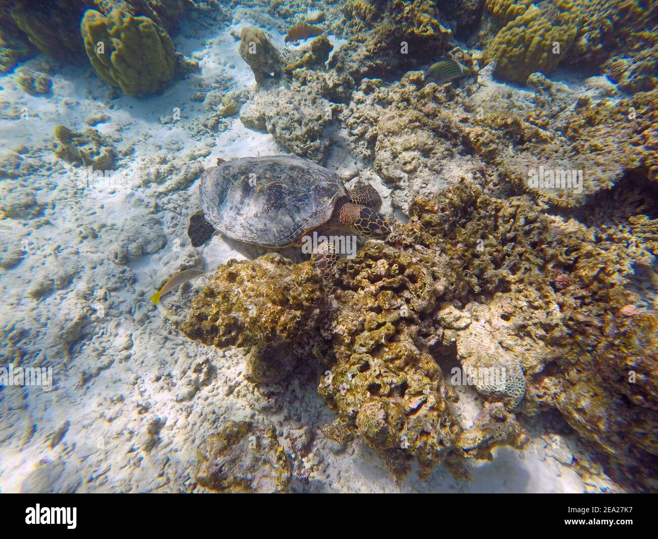 Green turtle, Indian ocean, Maldive islands Stock Photo - Alamy