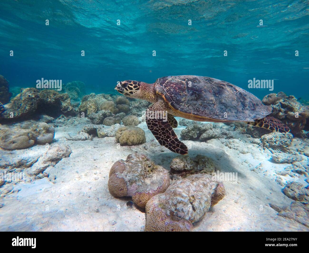 Green turtle, Indian ocean, Maldive islands Stock Photo - Alamy