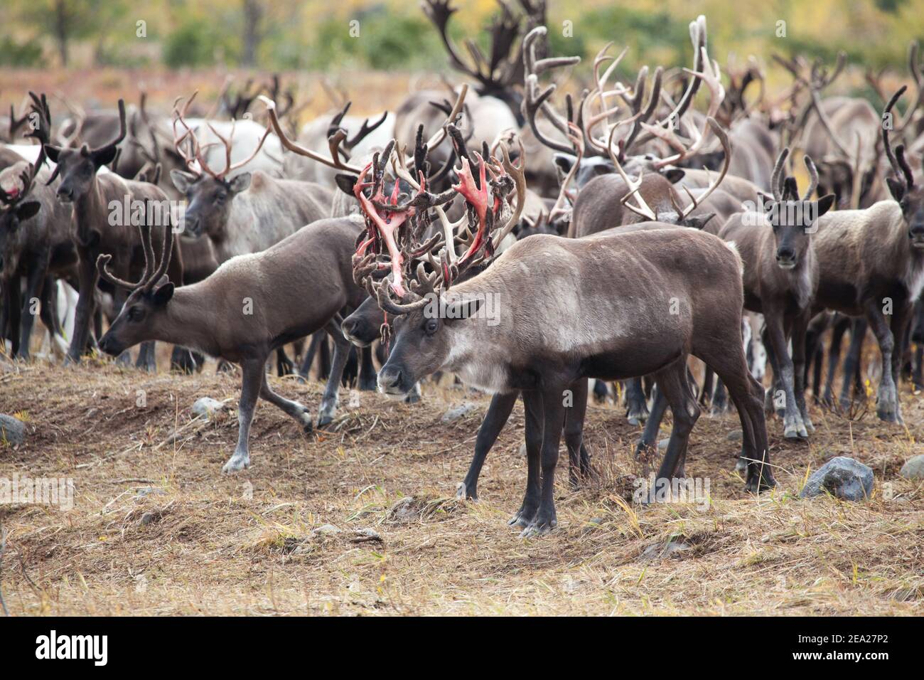 Blood horns of a caribou. Deer herd Stock Photo - Alamy