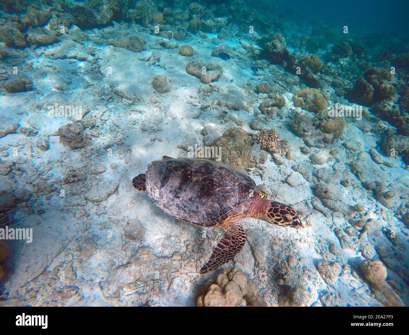 Green turtle, Indian ocean, Maldive islands Stock Photo - Alamy