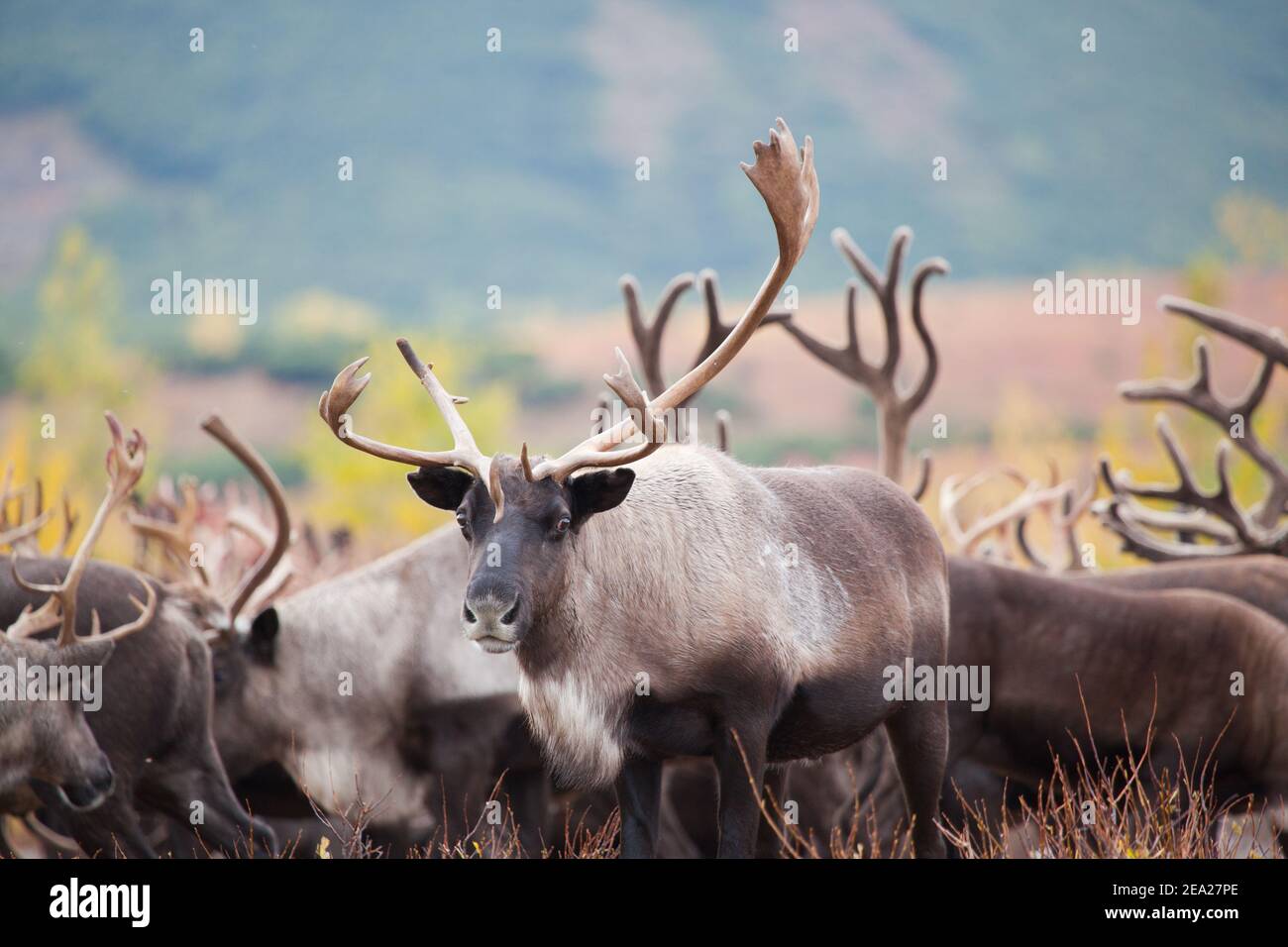 Group of caribou hi-res stock photography and images - Alamy