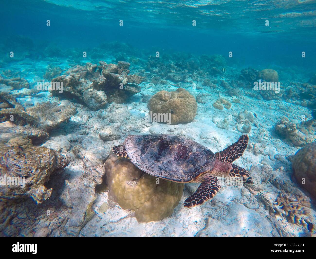 Green turtle, Indian ocean, Maldive islands Stock Photo - Alamy