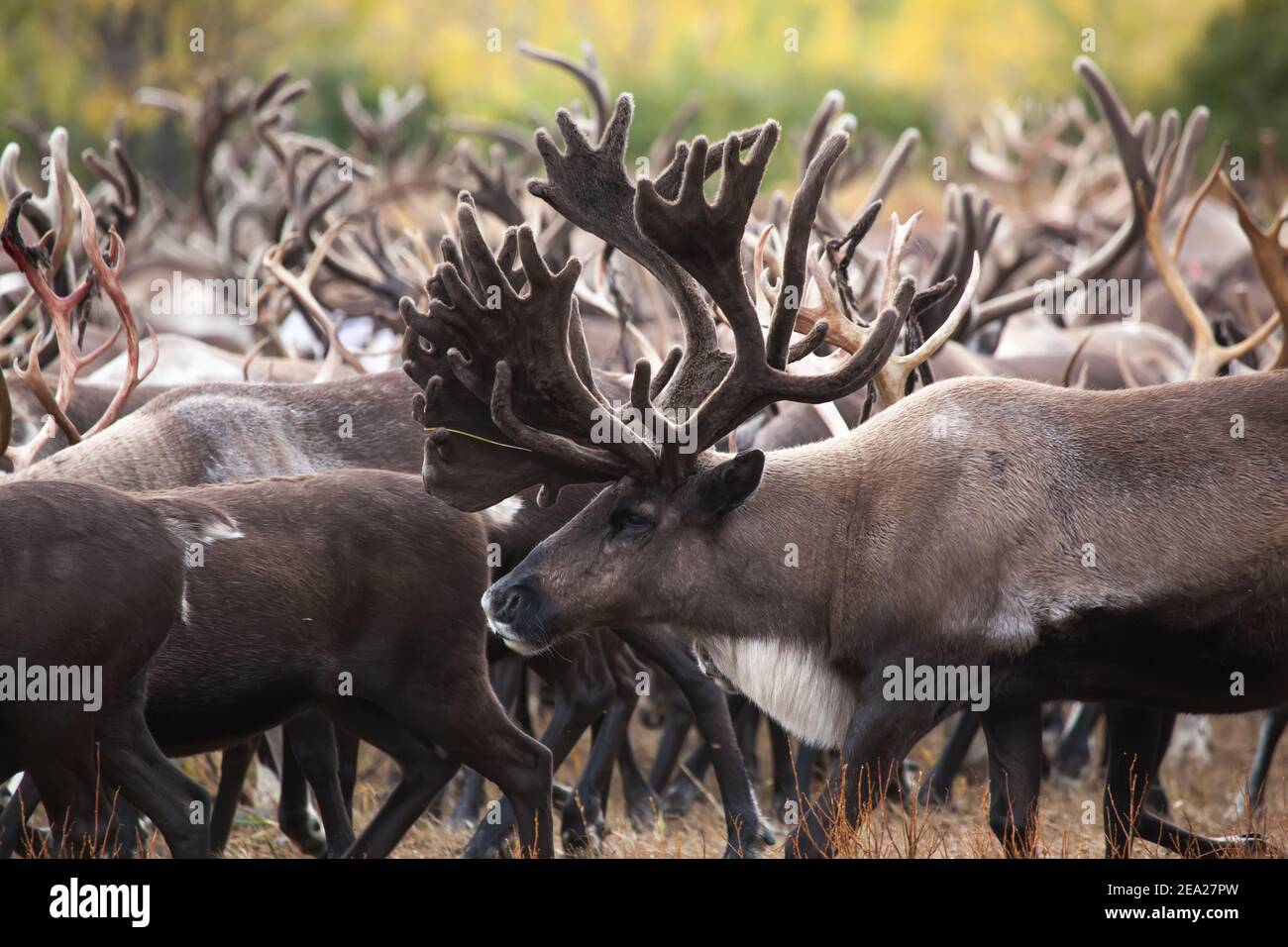 Indian reindeer hi-res stock photography and images - Alamy