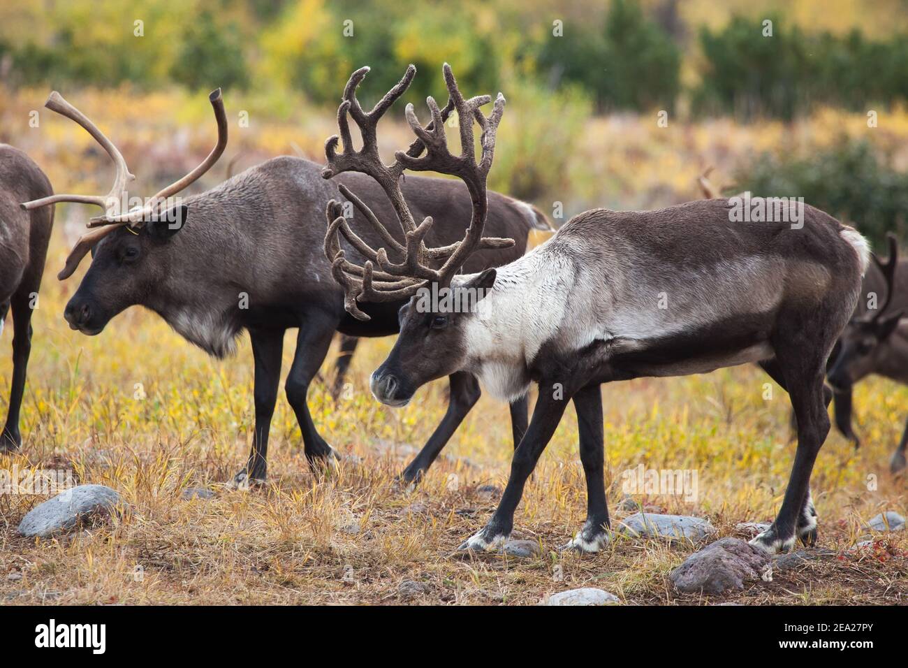 Caribou herd (Rangifer tarandus) is in autumn on the background of the ...