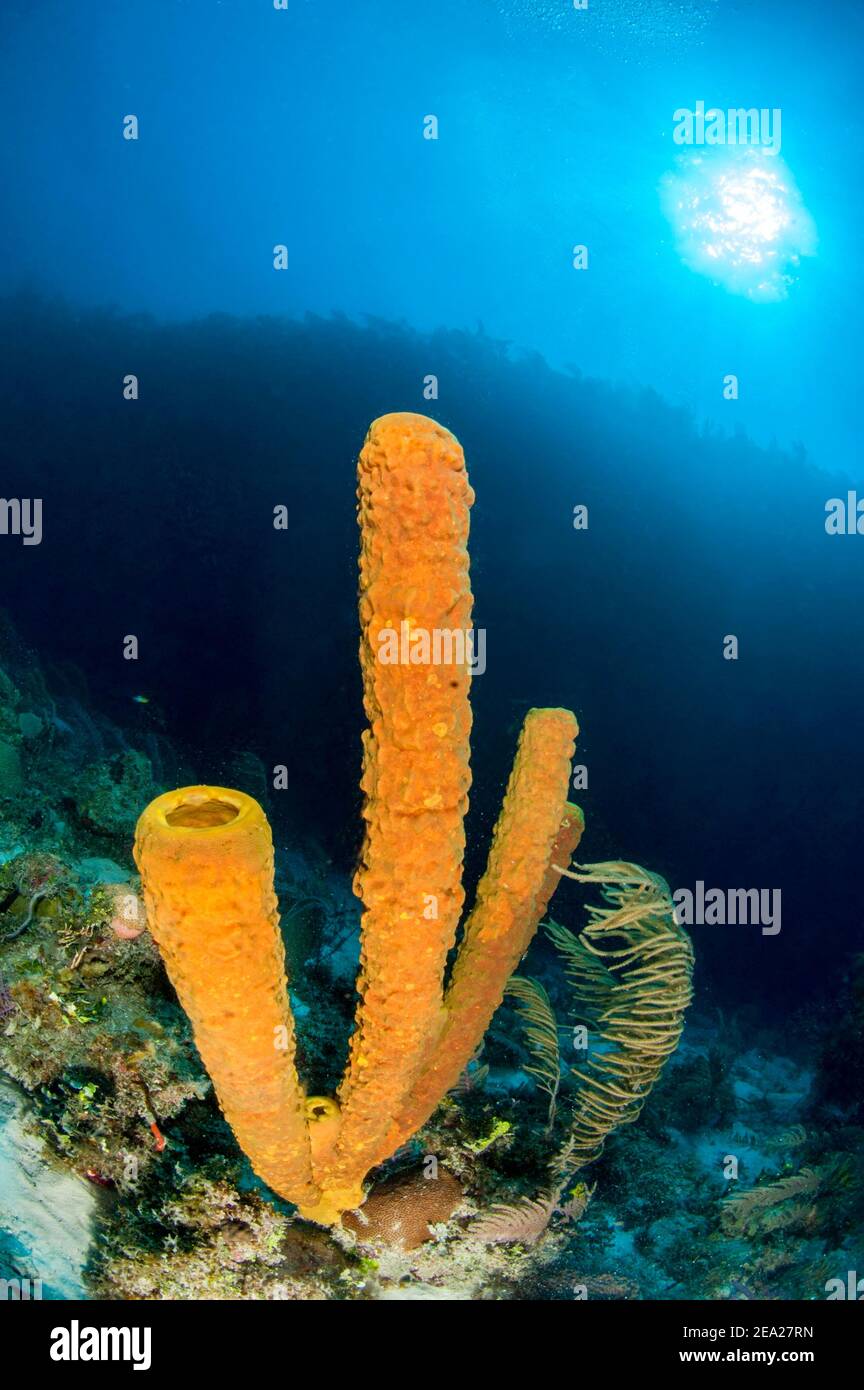 Yellow tube sponge (Aplysina fistularis), gardens of the queen national ...