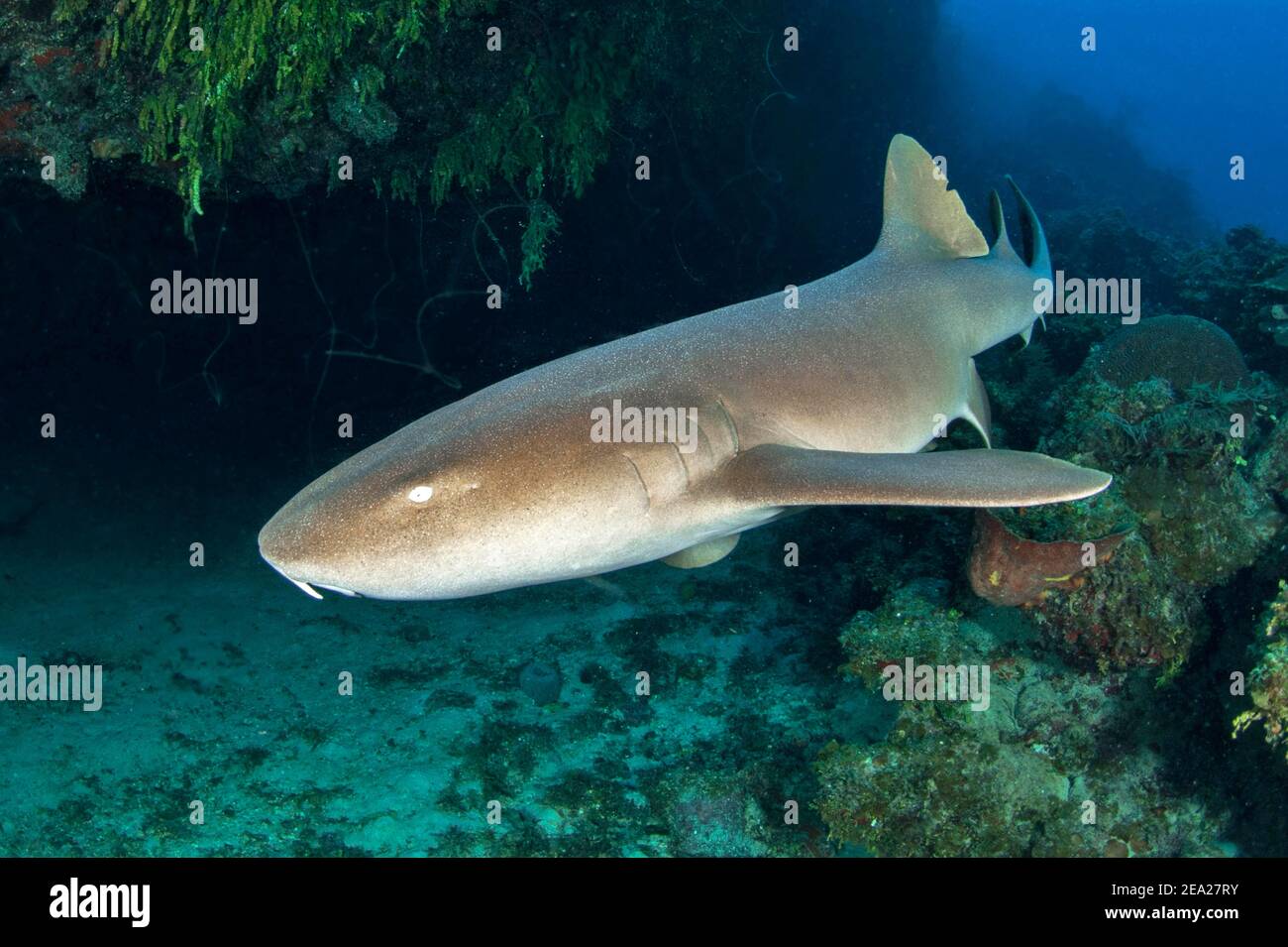 Nurse shark (Ginglymostoma cirratum), gardens of the queen national ...