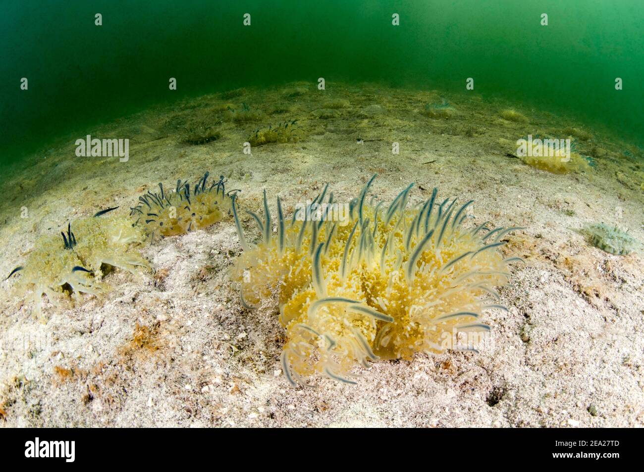 Mangrove jellyfish (Cassiopea xamachana), Gardens of the queen national ...
