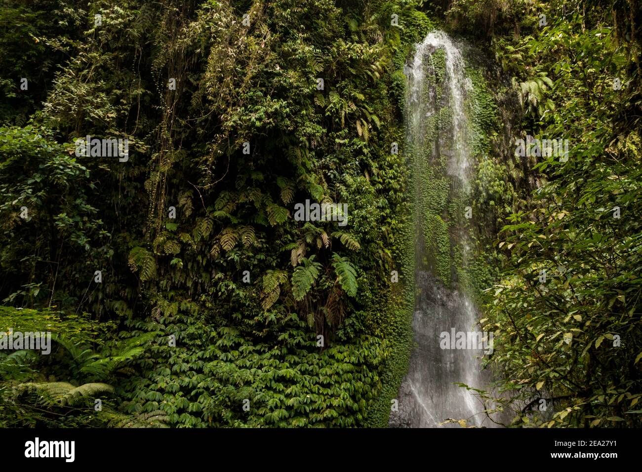 Waterfall in the dark forest in Bali Stock Photo - Alamy