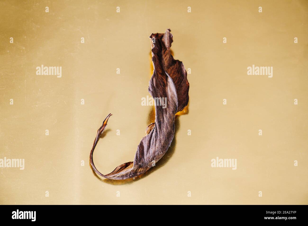 Crumpled leaf hi-res stock photography and images - Alamy