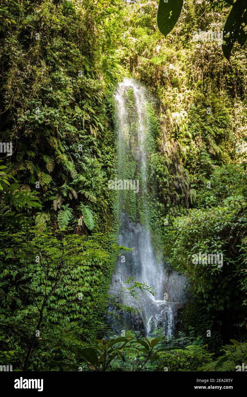 Tropical Rainforest Waterfalls Vertical 9,103 Tropical Rainforest