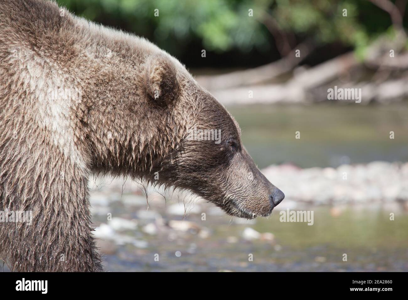 Male grizzly bear face close up hi-res stock photography and images - Alamy