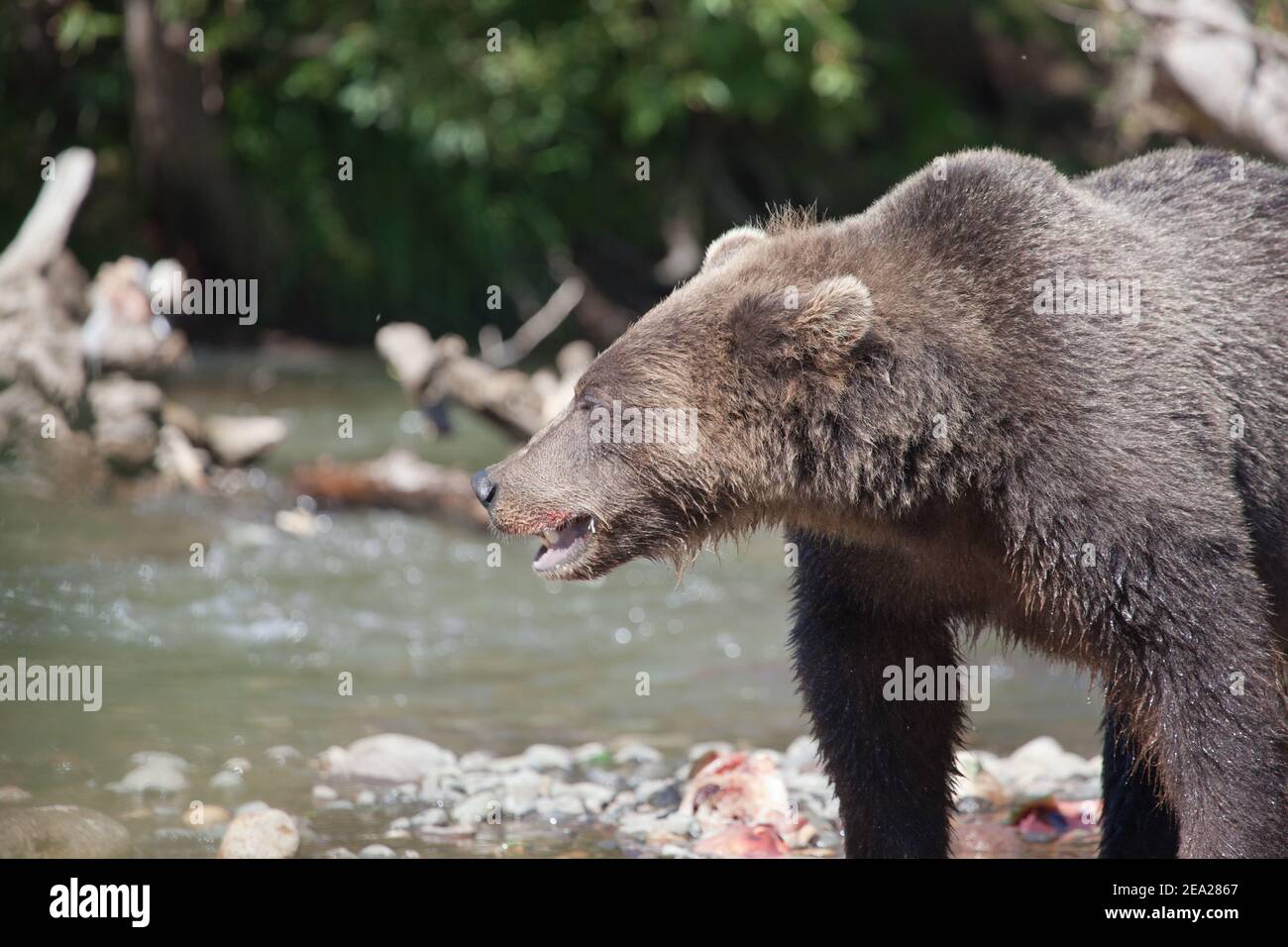 Male grizzly bear face close up hi-res stock photography and images - Alamy