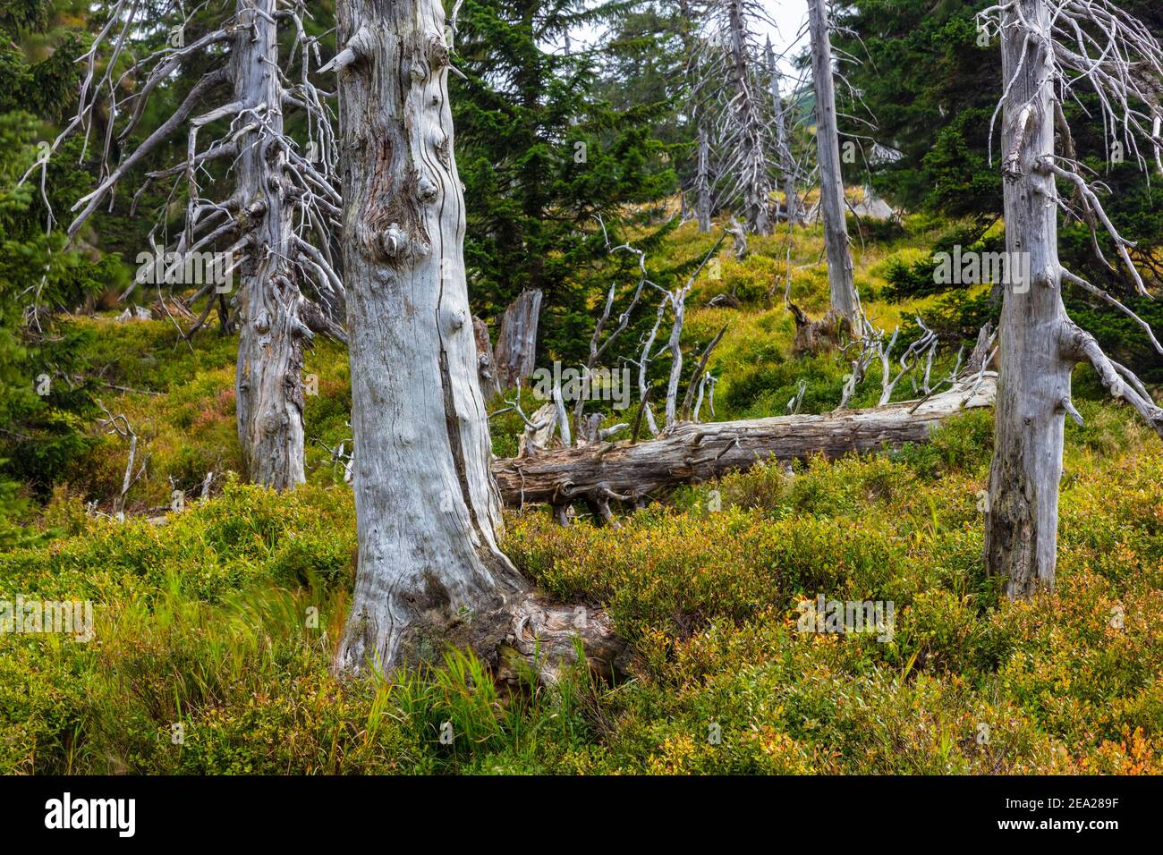 Litter mountain hi-res stock photography and images - Alamy