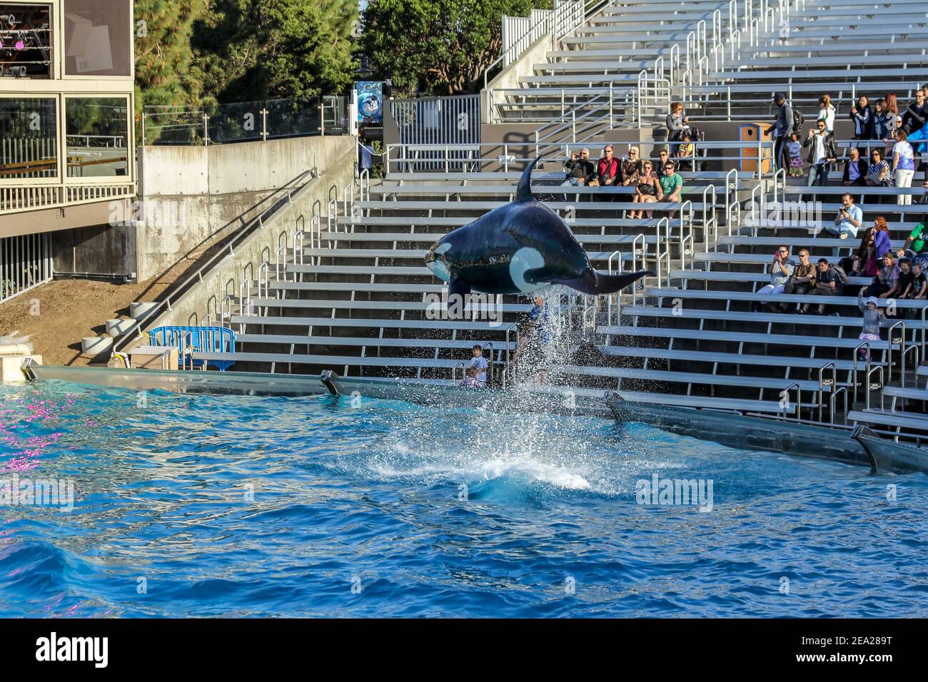 San Diego, California-USA, 03.14.2014: 2 Whales of the genus Orca ...