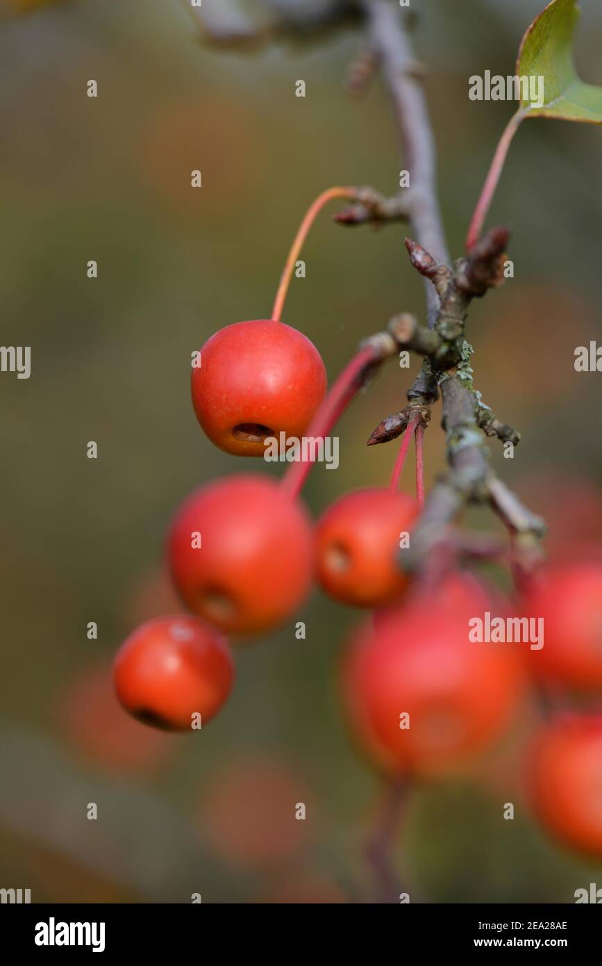 Ornamental apples (Malus baccata) on branch Stock Photo - Alamy
